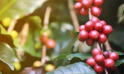 Pianta del caffè: origini e varietà delle piantagioni.