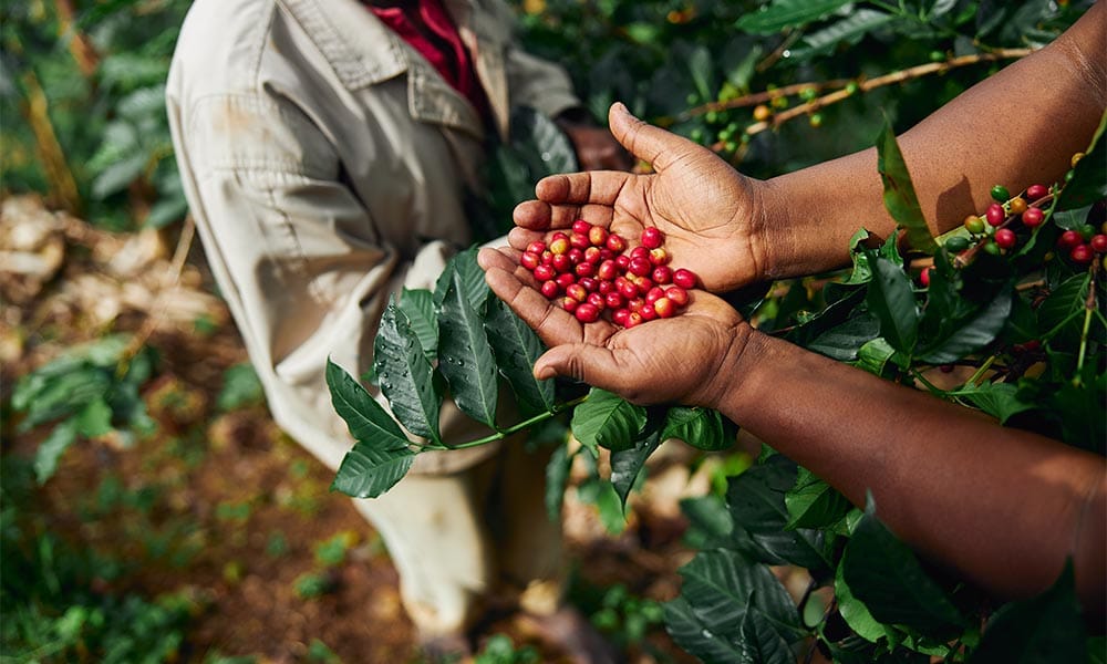 Coltivazione del caffè: guida pratica per risultati costanti